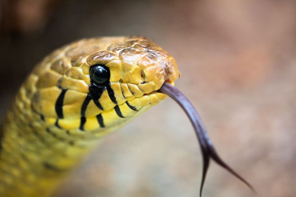 Serpientes - La Guía Definitiva - Cómo Eliminar [Los10 Mejores Trucos]