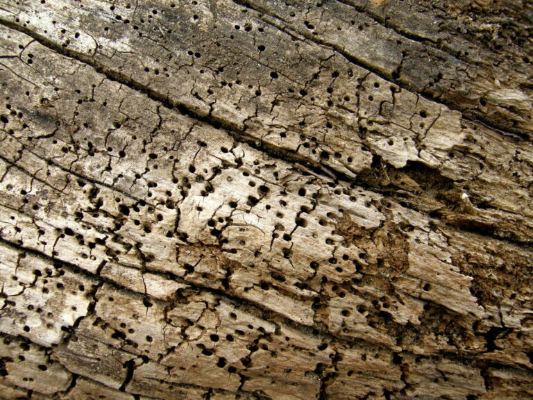 Todo lo que debes saber sobre las carcomas - Carcoma - ERRADICA.ME